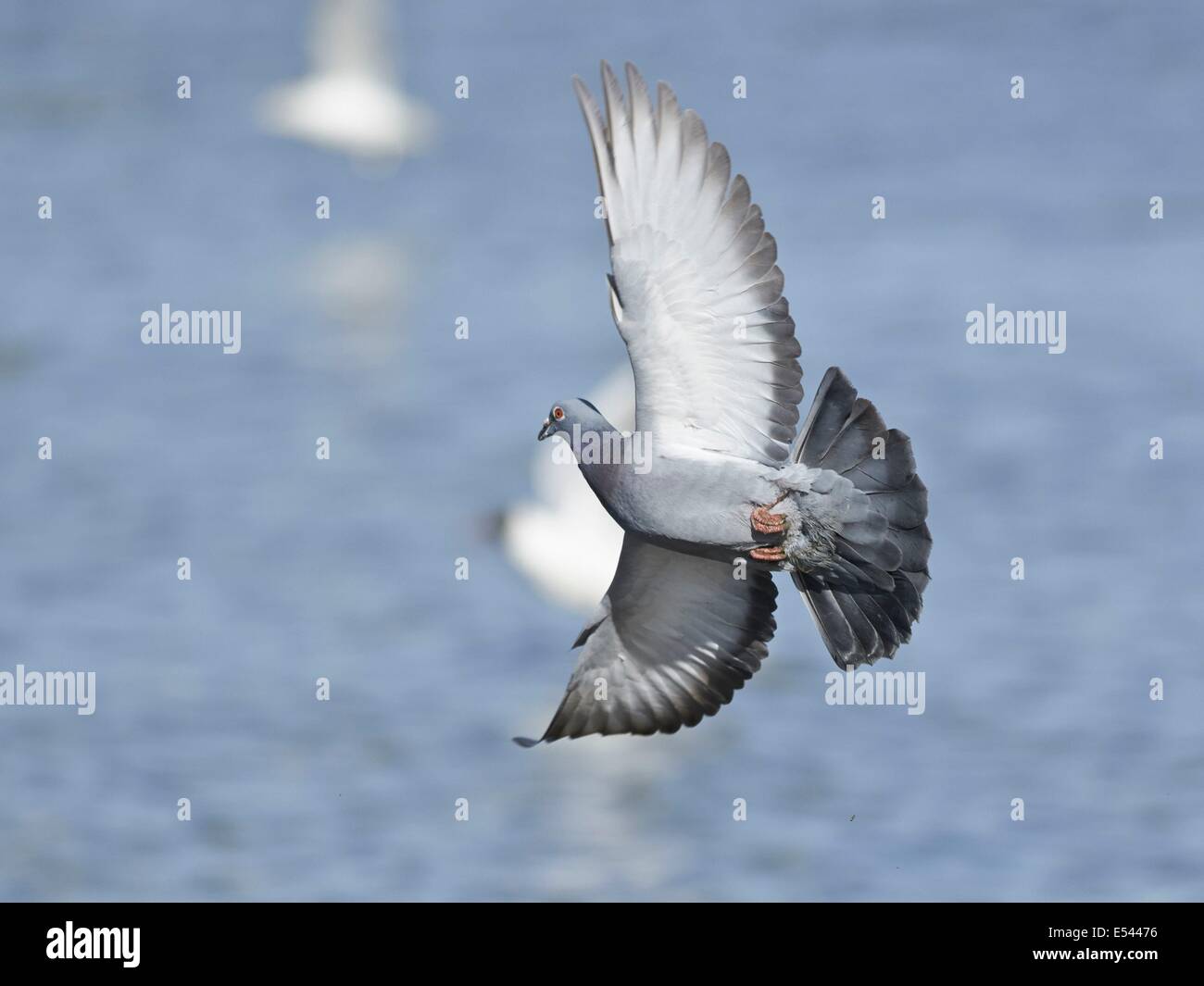 Feral Pigeon in flight Stock Photo - Alamy