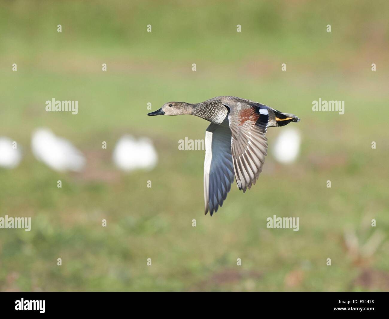Gadwall in flight Stock Photo - Alamy