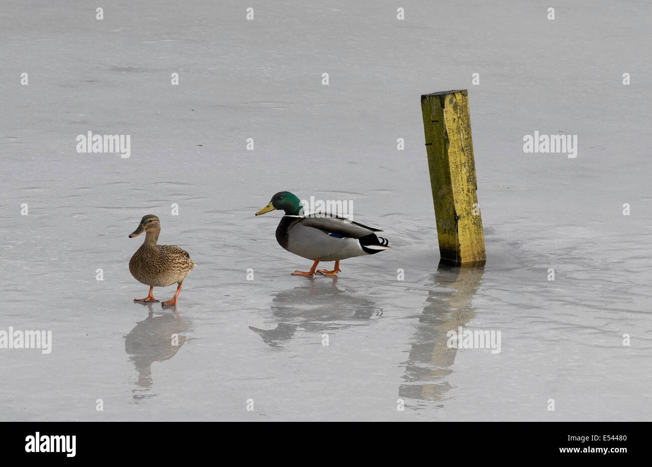 Two ducks on Ice covered frozen pond Stock Photo - Alamy