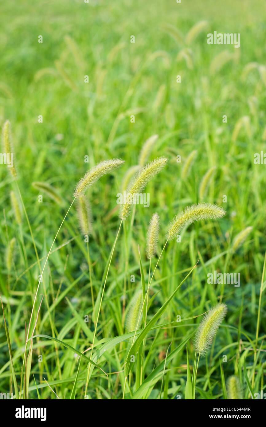 Setaria background hi-res stock photography and images - Alamy