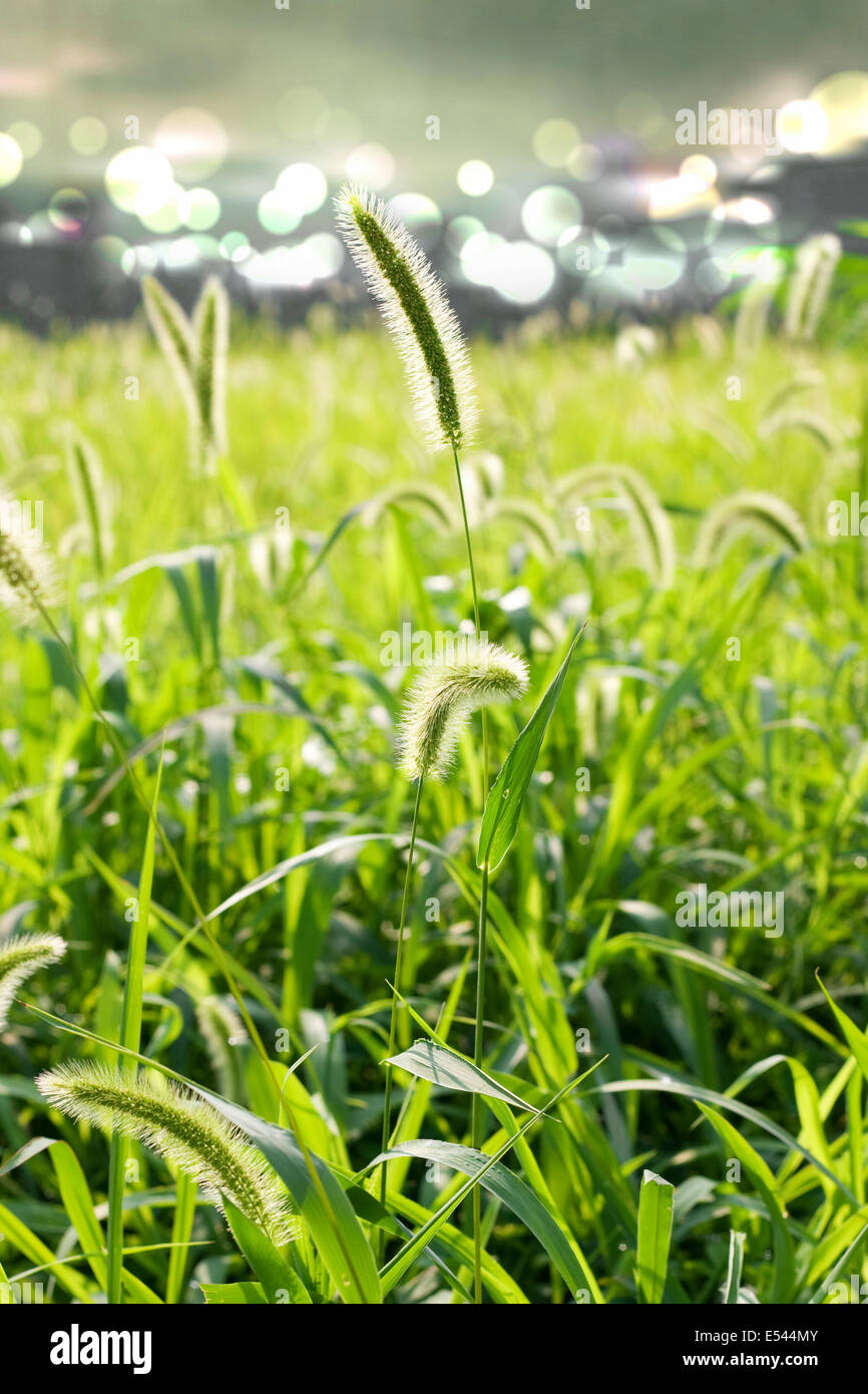 Setaria background hi-res stock photography and images - Alamy