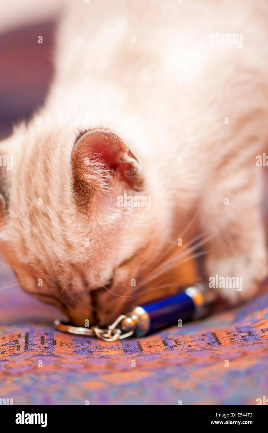Little cat playing with a flashlight Stock Photo - Alamy