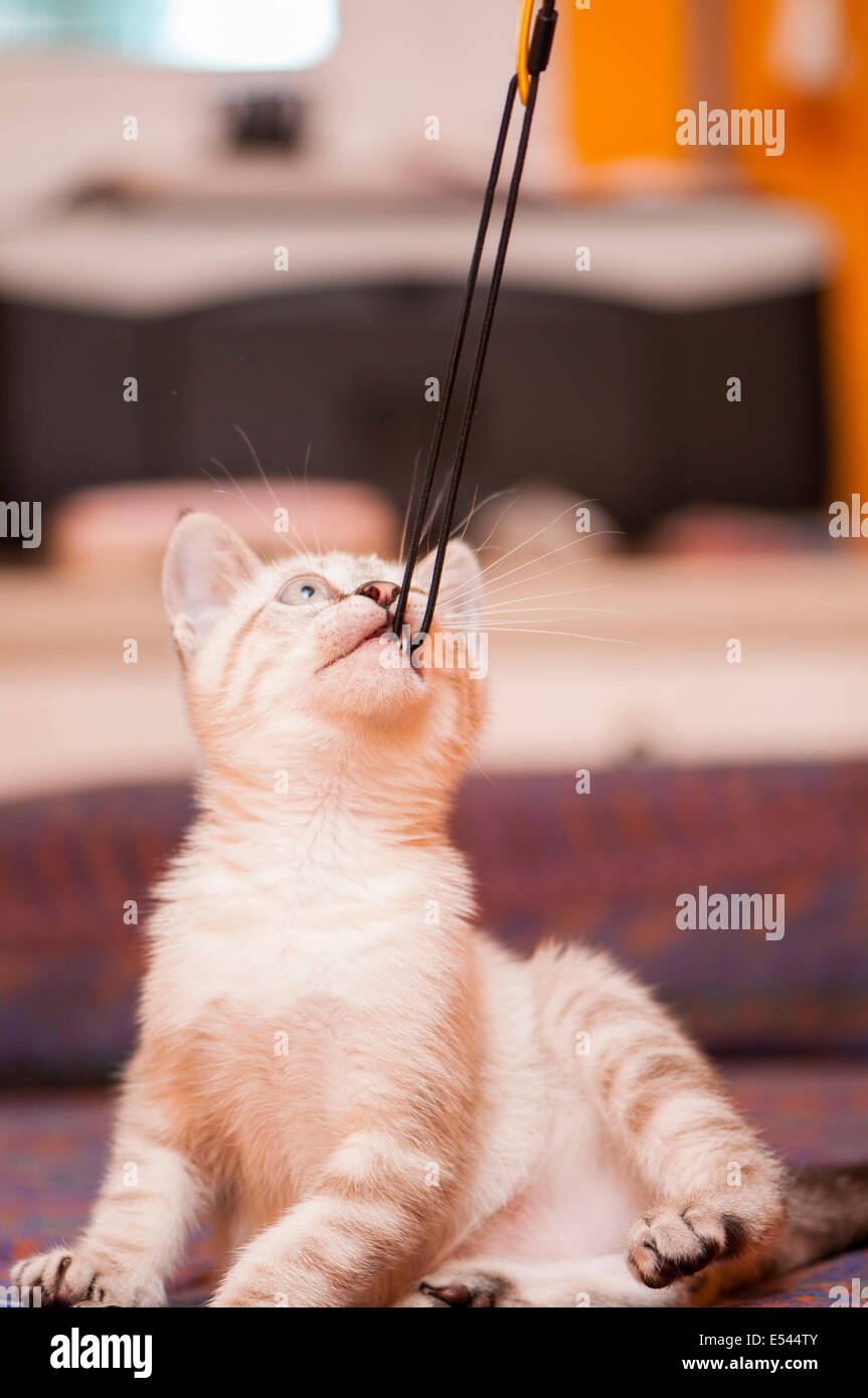 Little cat playing with string Stock Photo - Alamy