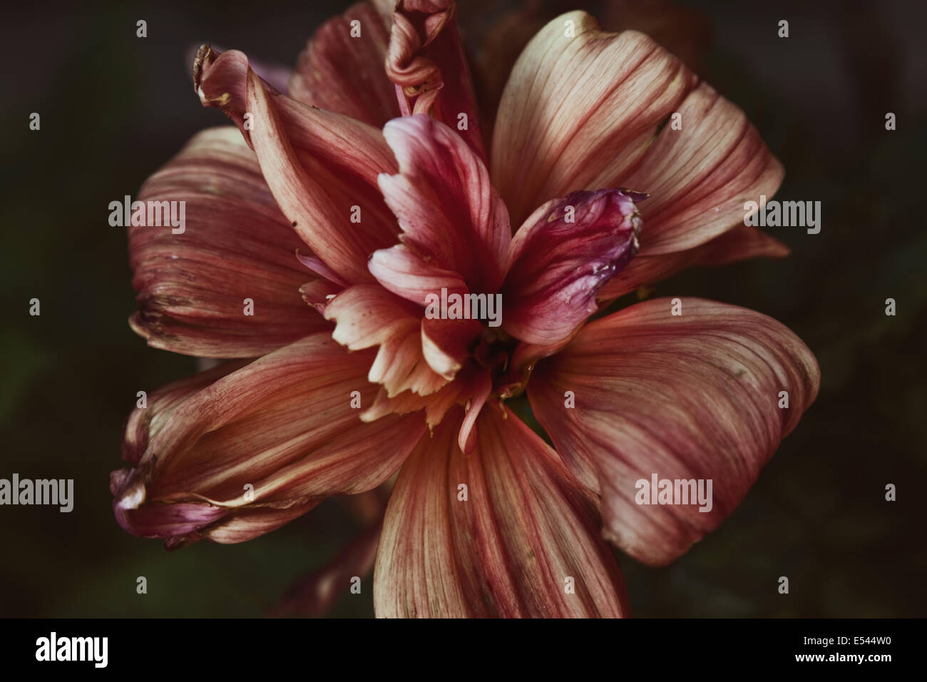 Wilted dahlia flower hi-res stock photography and images - Alamy