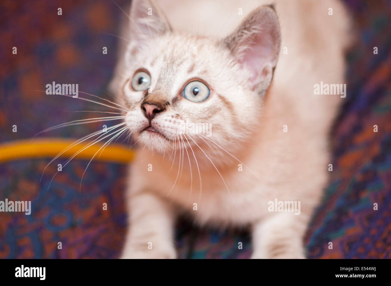 little cat posing for the photo session Stock Photo - Alamy