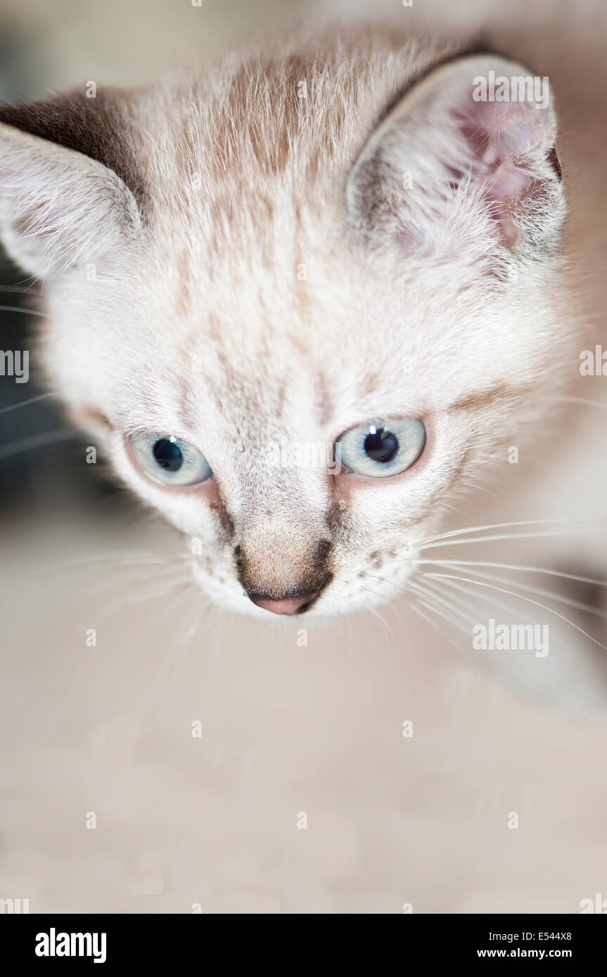 little cat posing for the photo session Stock Photo - Alamy