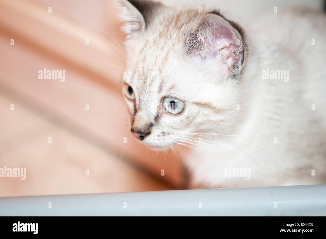little cat posing for the photo session Stock Photo - Alamy