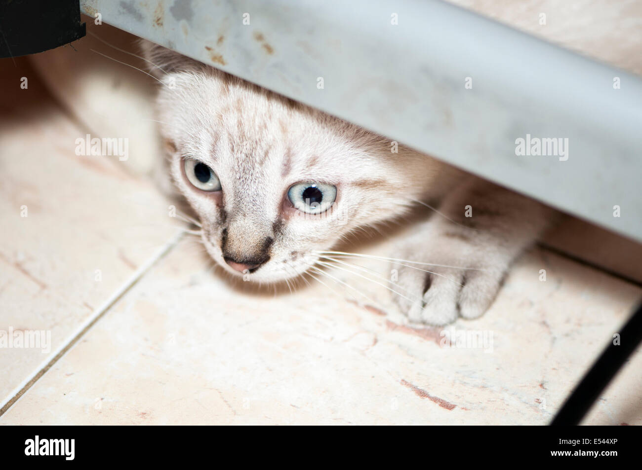 Kitten under table hi-res stock photography and images - Alamy