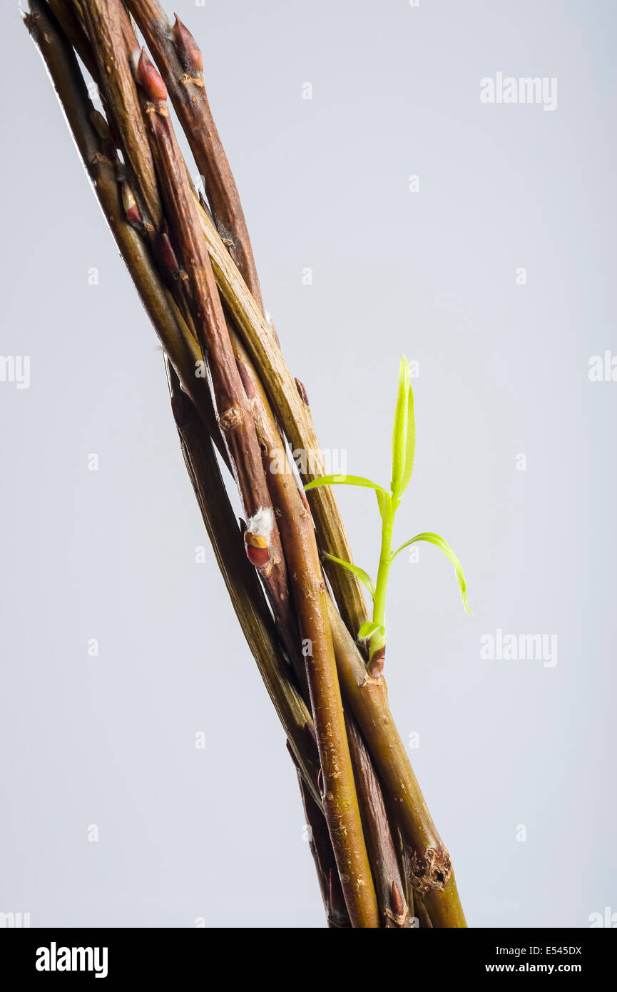 Sprouting willow rod hi-res stock photography and images - Alamy