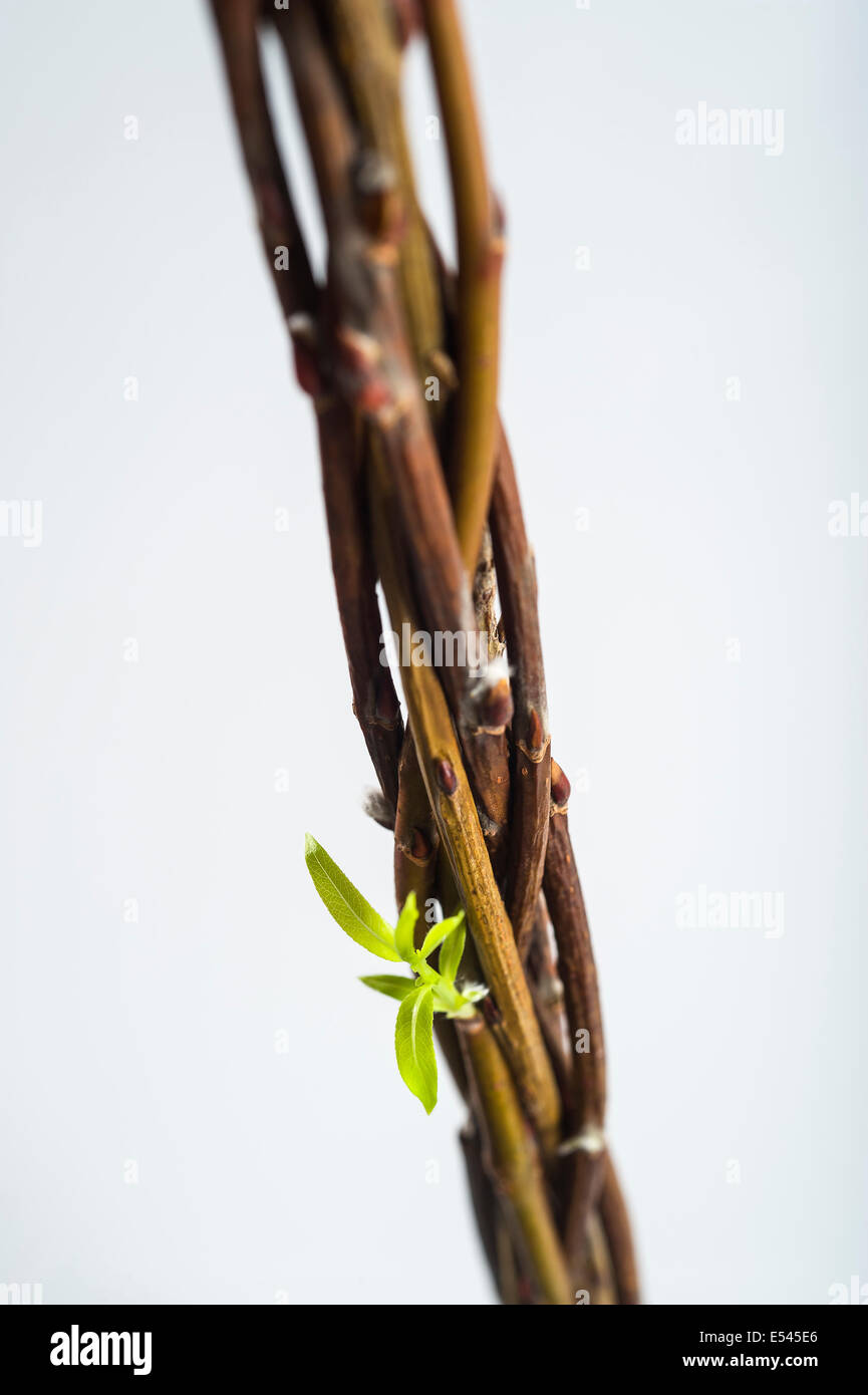 Sprouting willow rod hi-res stock photography and images - Alamy
