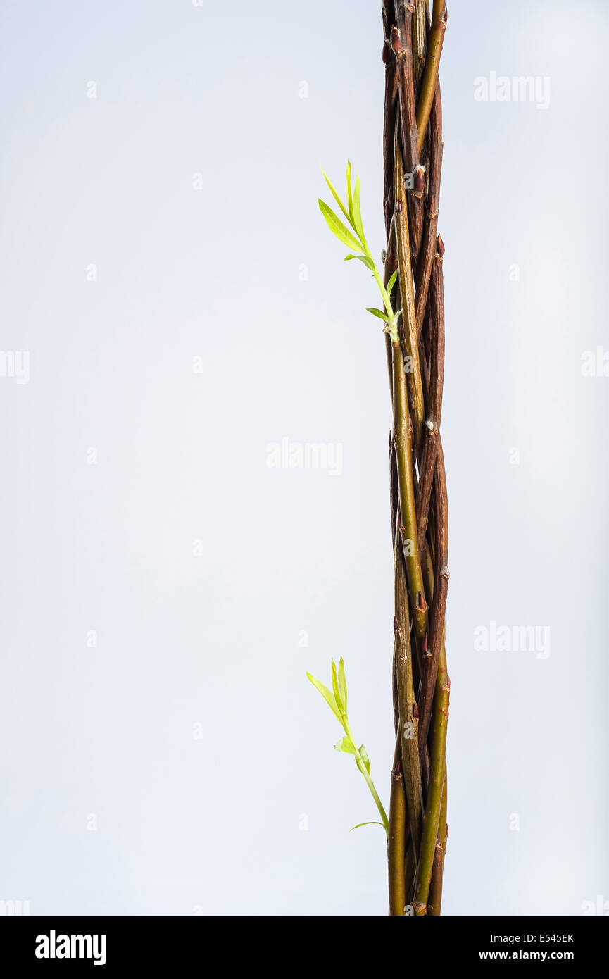 Willow sprout hi-res stock photography and images - Alamy