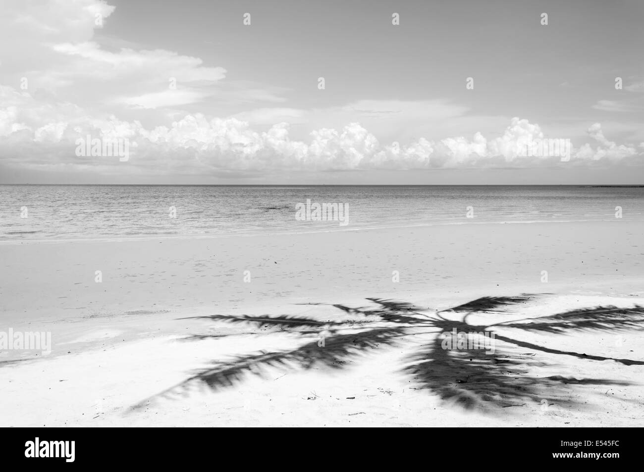 Palm tree shadow over sand beach Black and White Stock Photos & Images ...