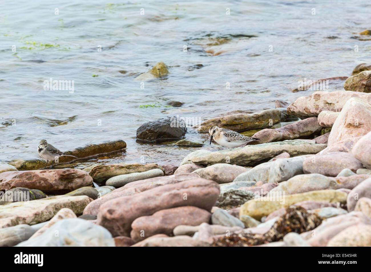 Sanderling wading bird at the beach Stock Photo - Alamy