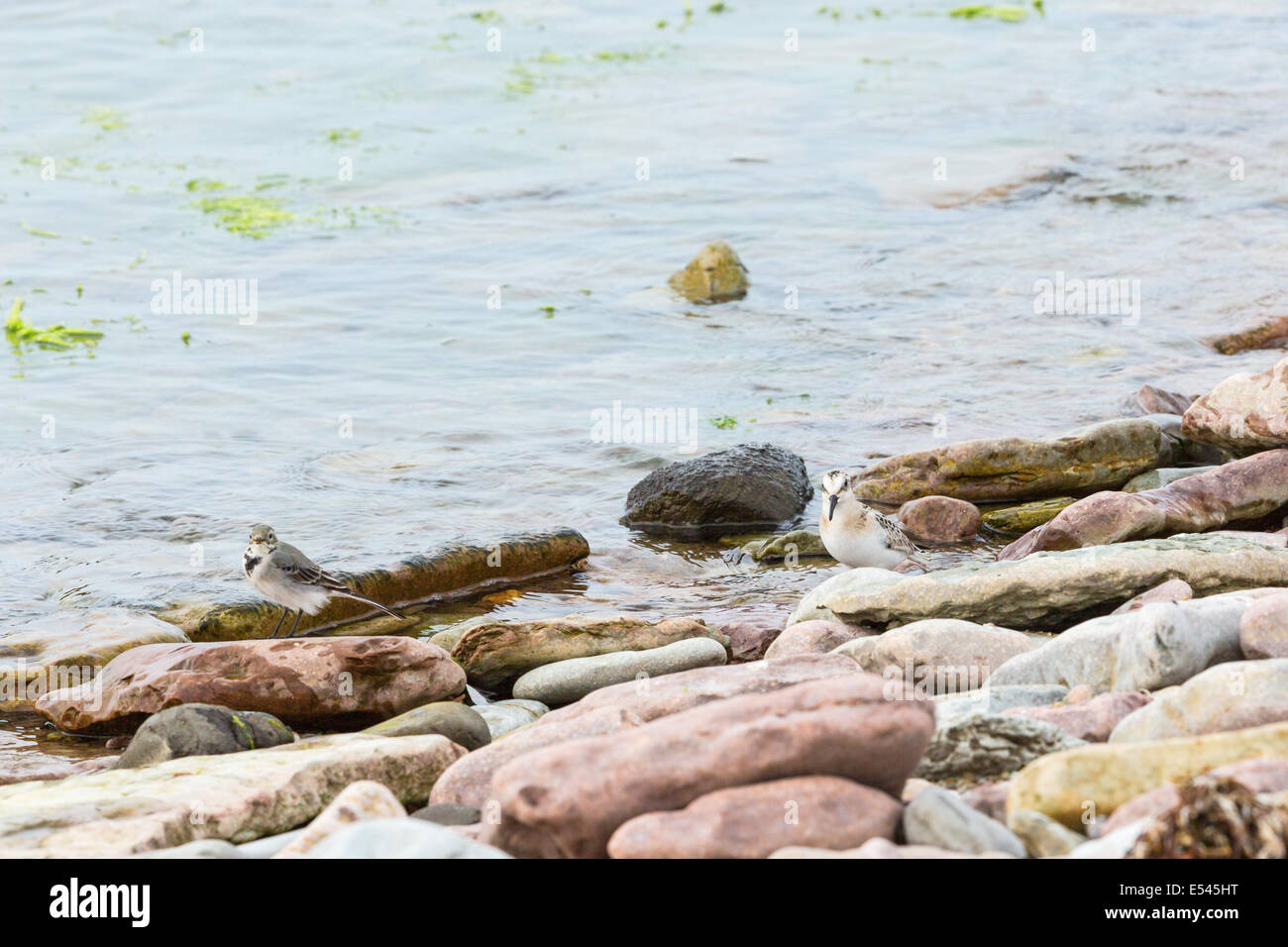 Sanderling wading bird at the beach Stock Photo - Alamy