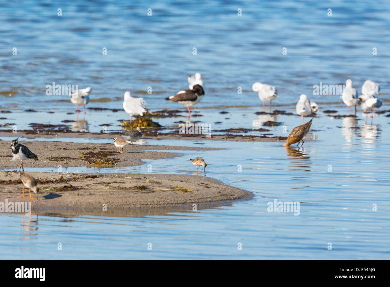 Wader birds on a sandy beach by the sea Stock Photo - Alamy