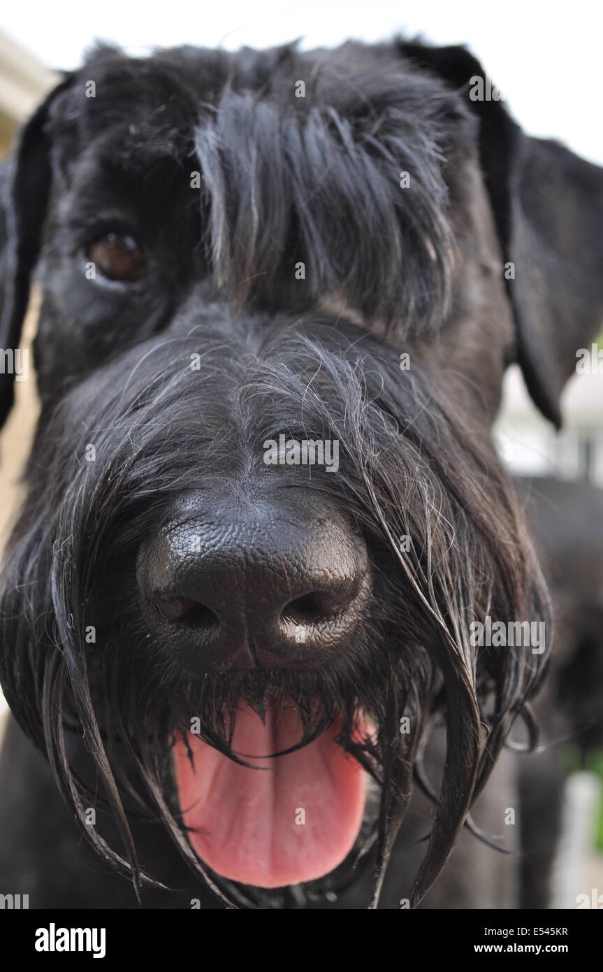 Close-Up of Giant Schnauzer's Face Looking into the Camera Stock Photo ...