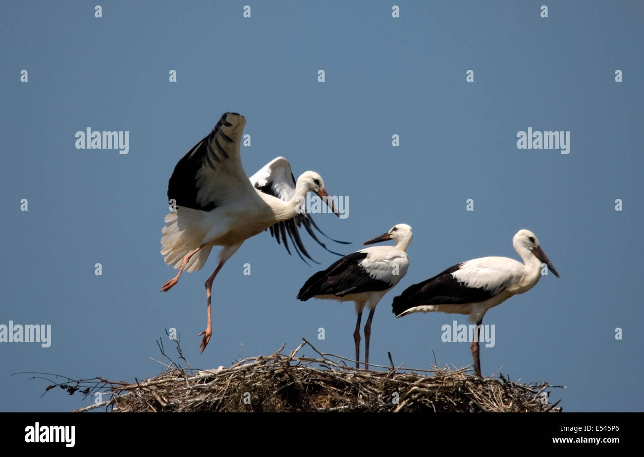 Strandja mountains bulgaria wildlife hi-res stock photography and ...