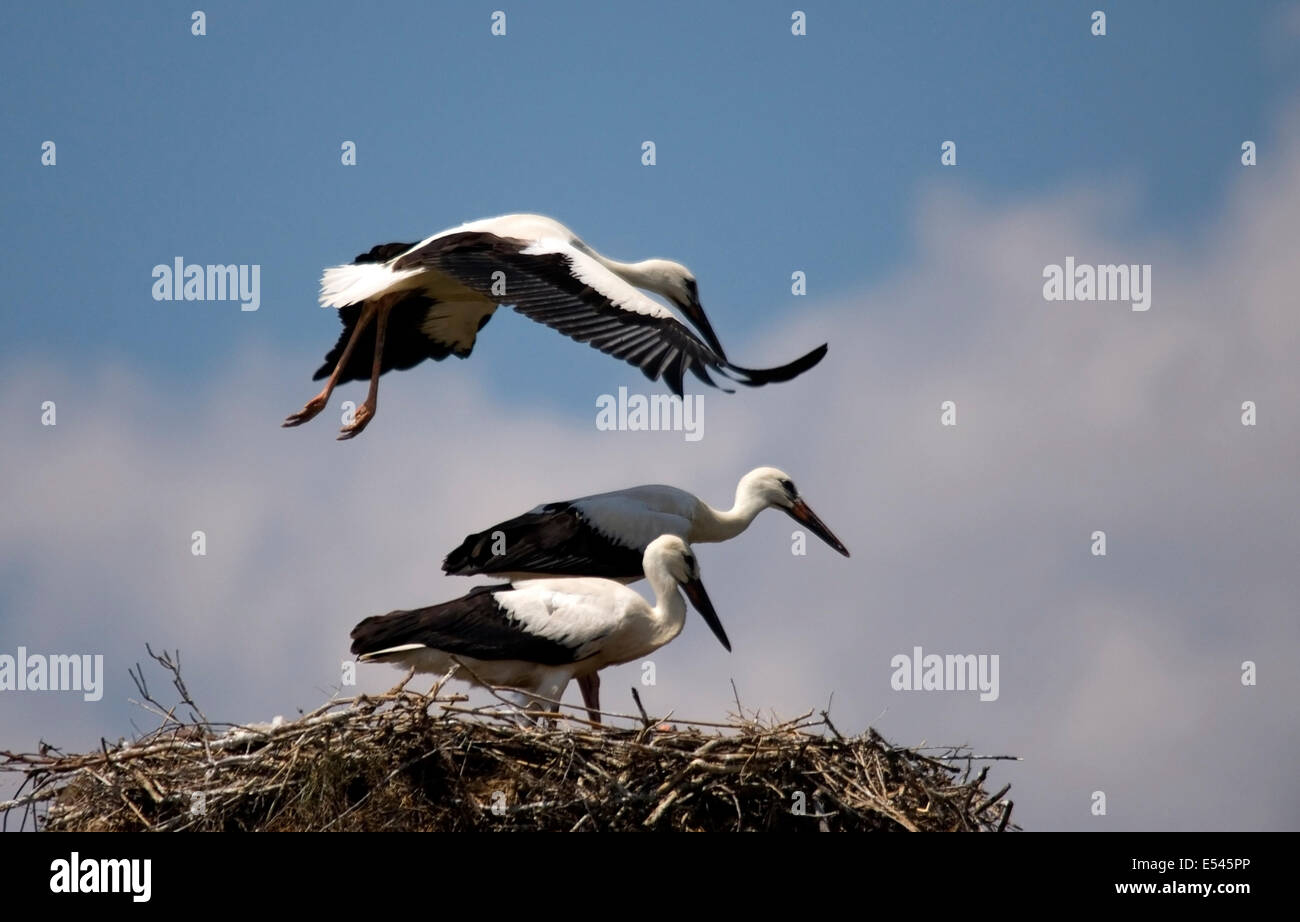 Strandja mountains bulgaria wildlife hi-res stock photography and ...
