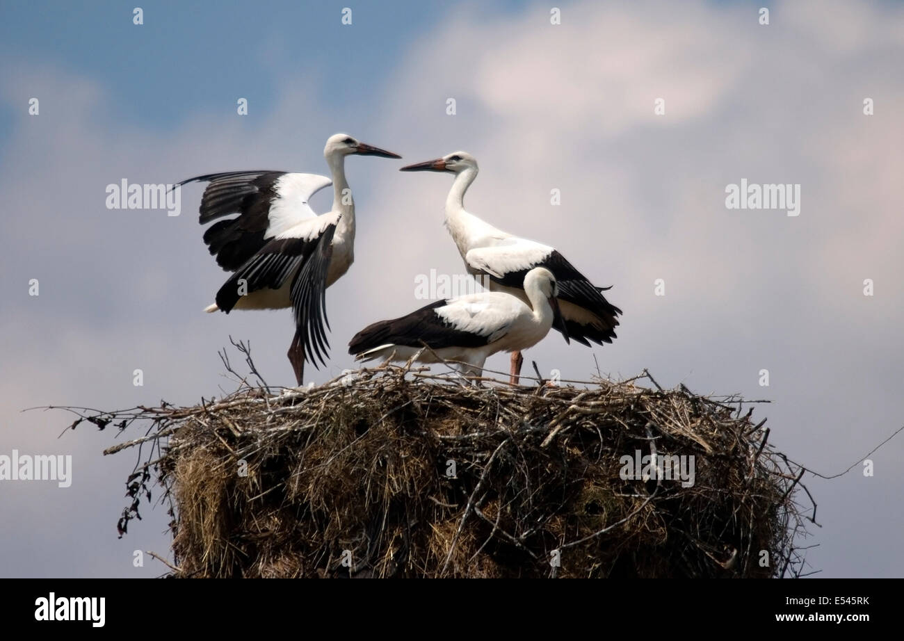 Strandja mountains bulgaria wildlife hi-res stock photography and ...
