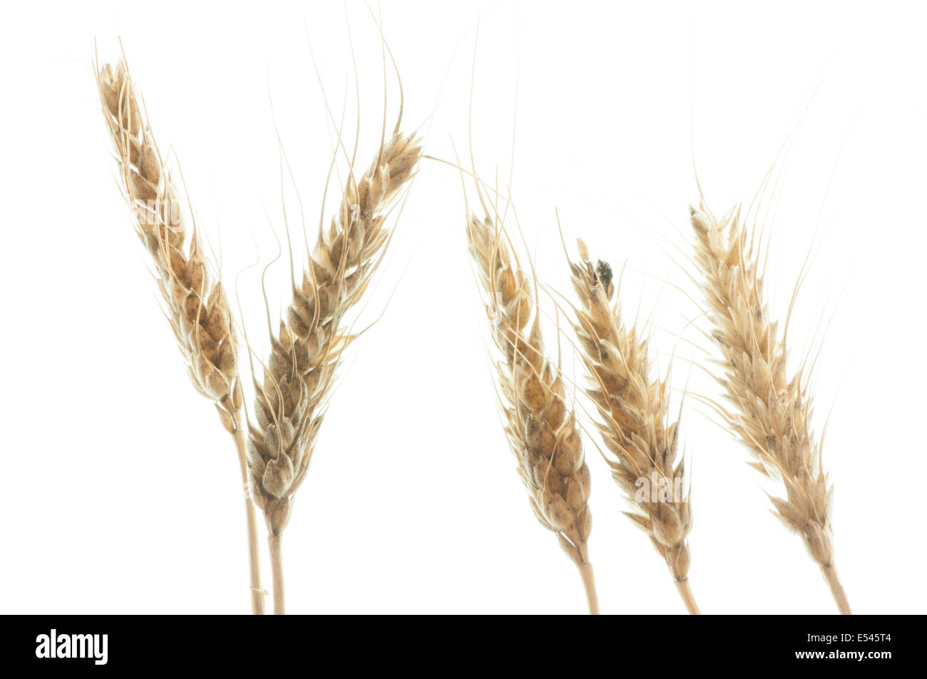 Barley plant hi-res stock photography and images - Alamy