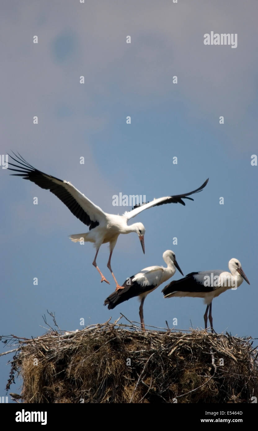 Strandja mountains bulgaria wildlife hi-res stock photography and ...