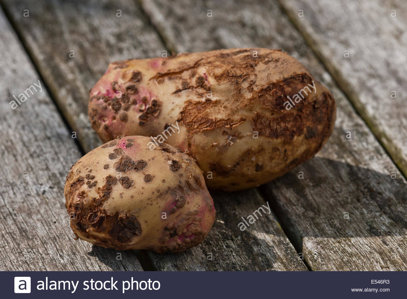 Streptomyces Stock Photos & Streptomyces Stock Images - Alamy