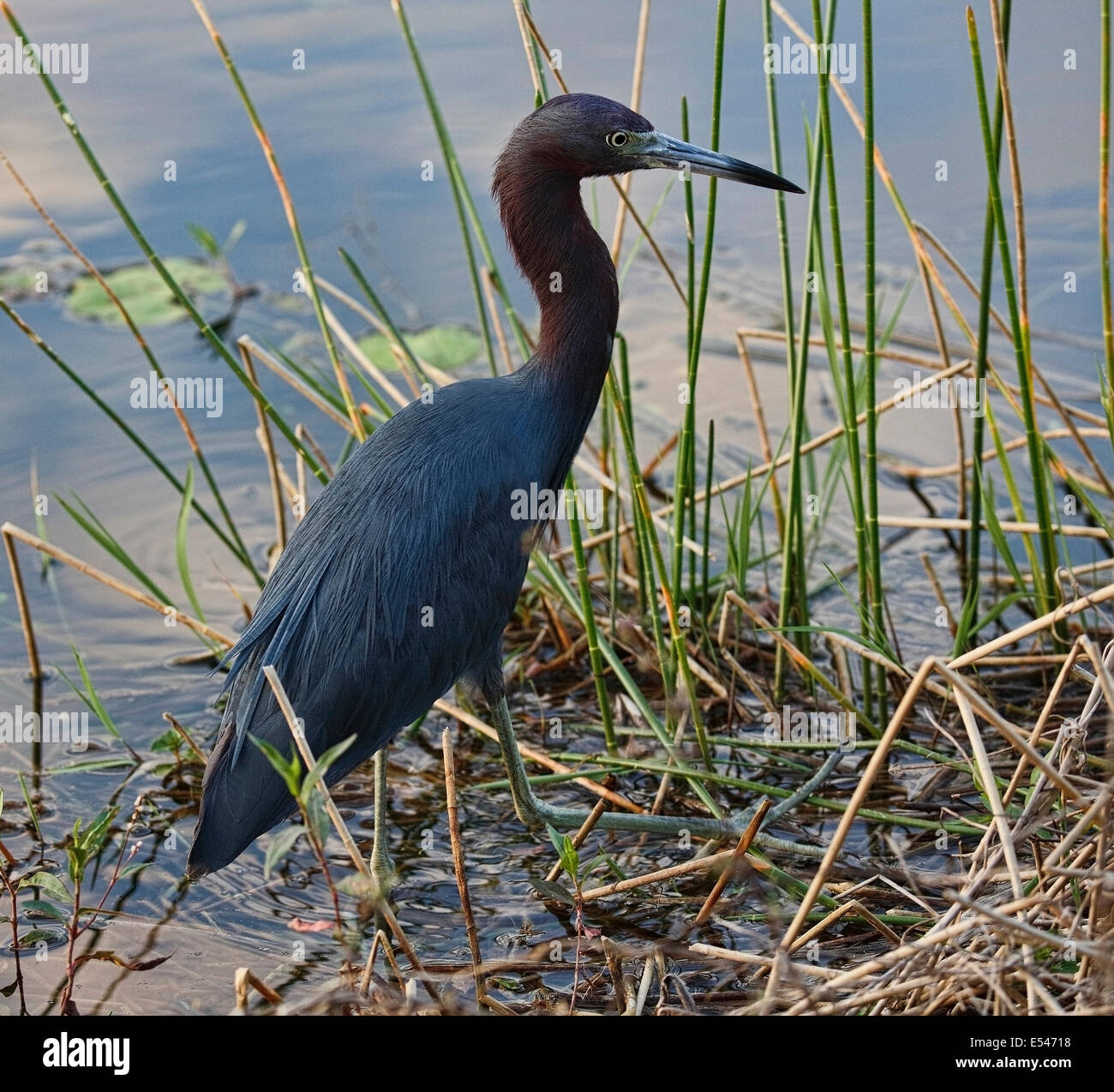 Egretta caerulea natural hi-res stock photography and images - Alamy