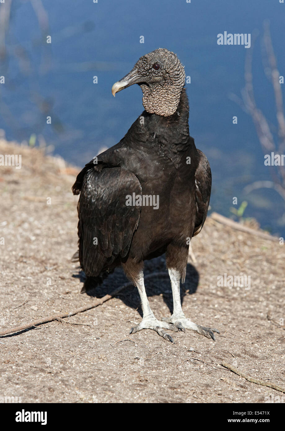 Black Vulture (Coragyps atratus) perched by water Stock Photo - Alamy