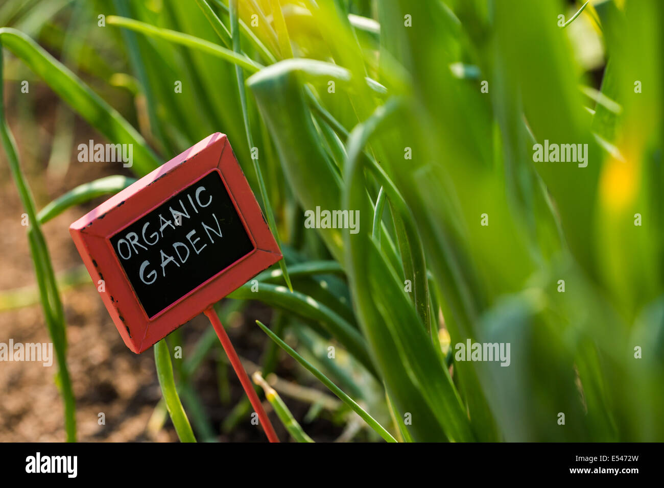 Vegetables in local community garden in middle of the Summer Stock ...