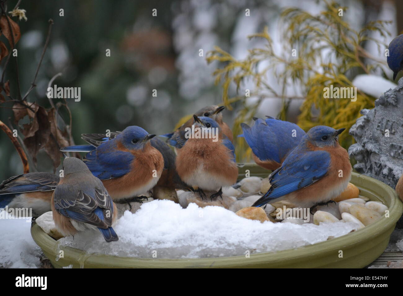 bird eastern bluebird Stock Photo - Alamy
