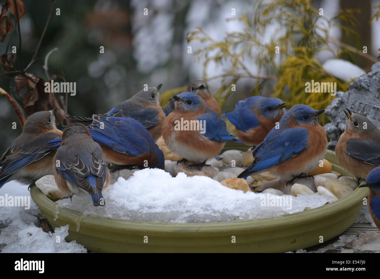 bird eastern bluebird Stock Photo - Alamy