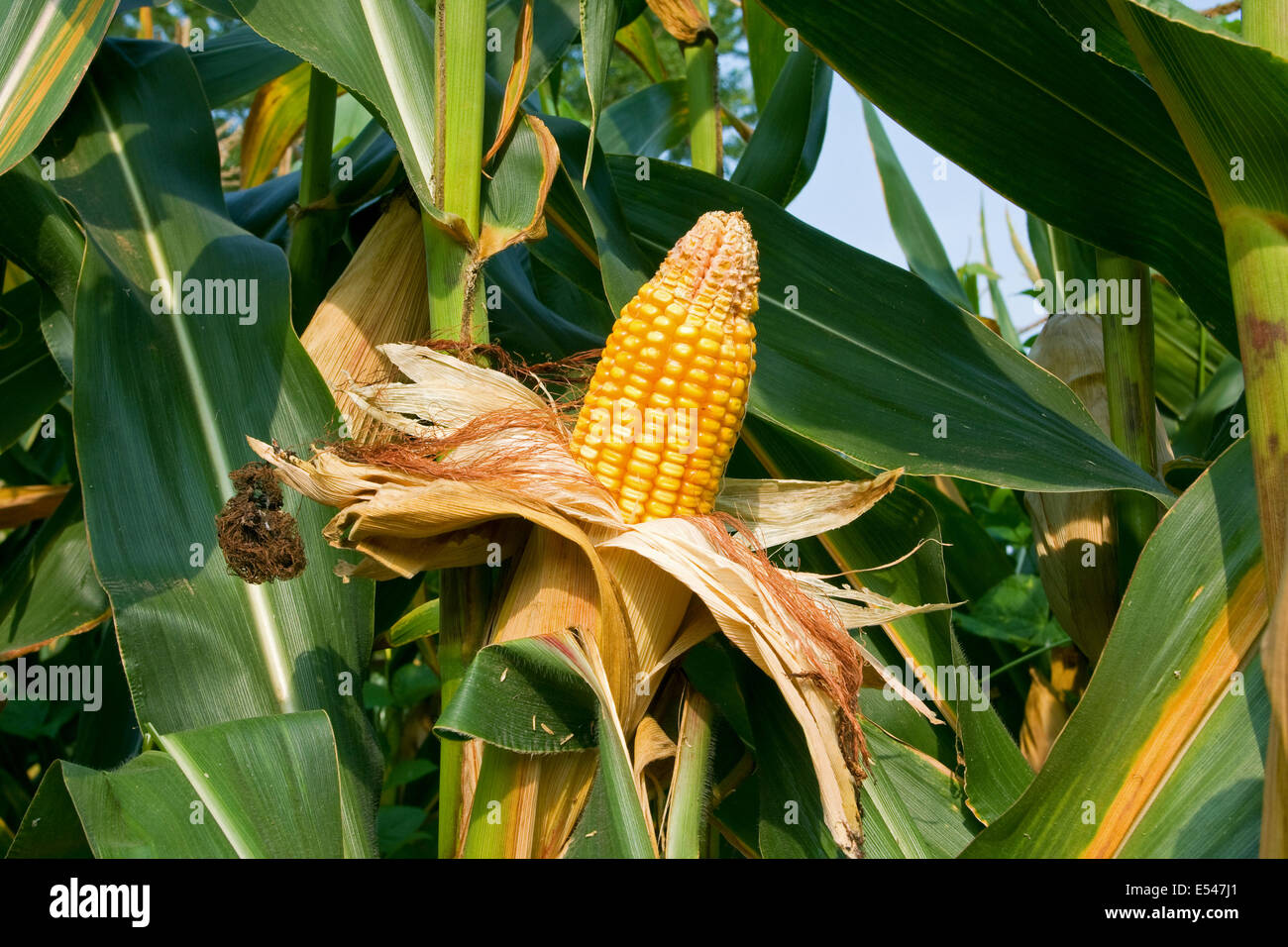 Ear of corns ready for harvest Stock Photo - Alamy