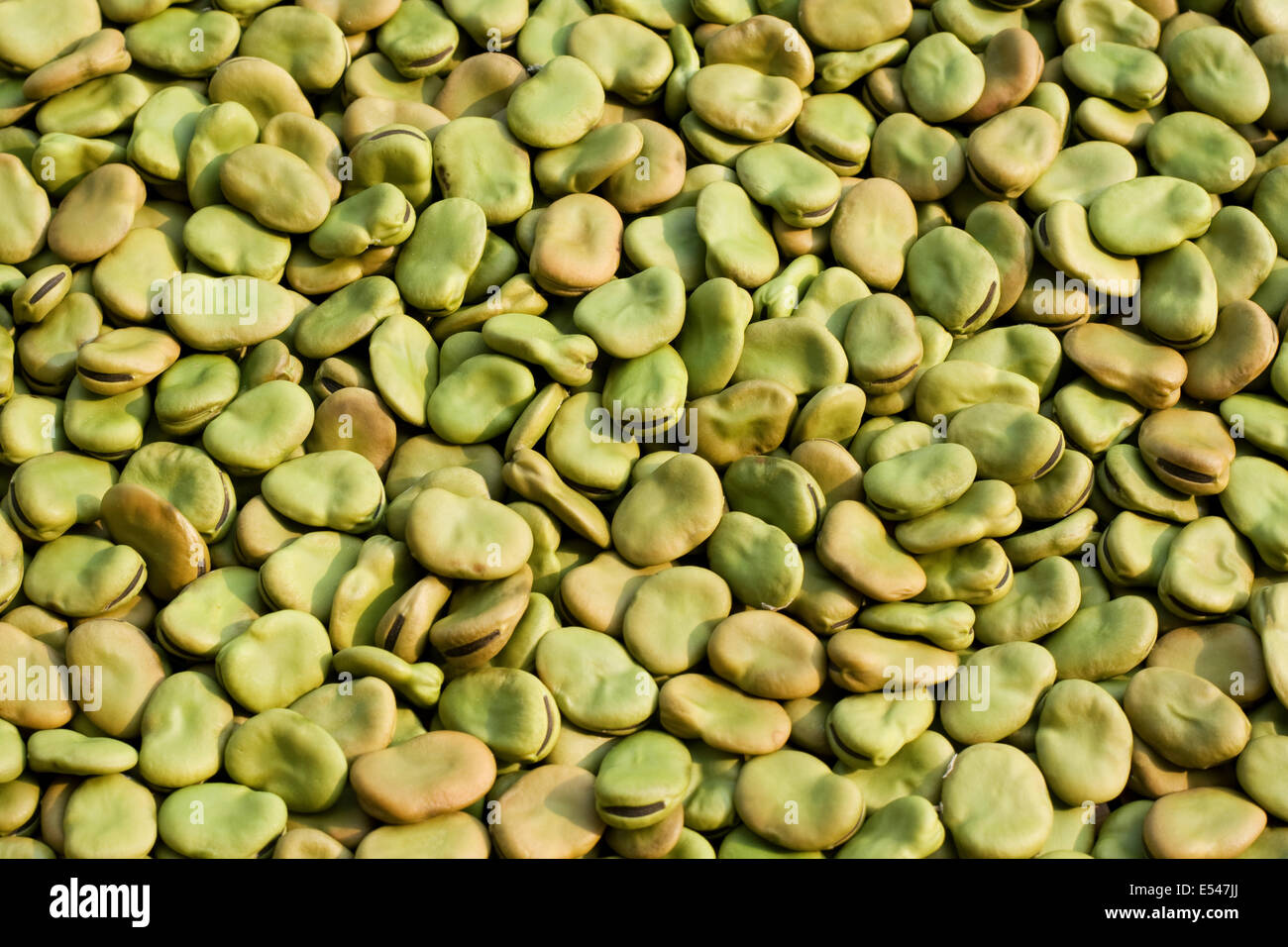 Dry broad beans background Stock Photo - Alamy