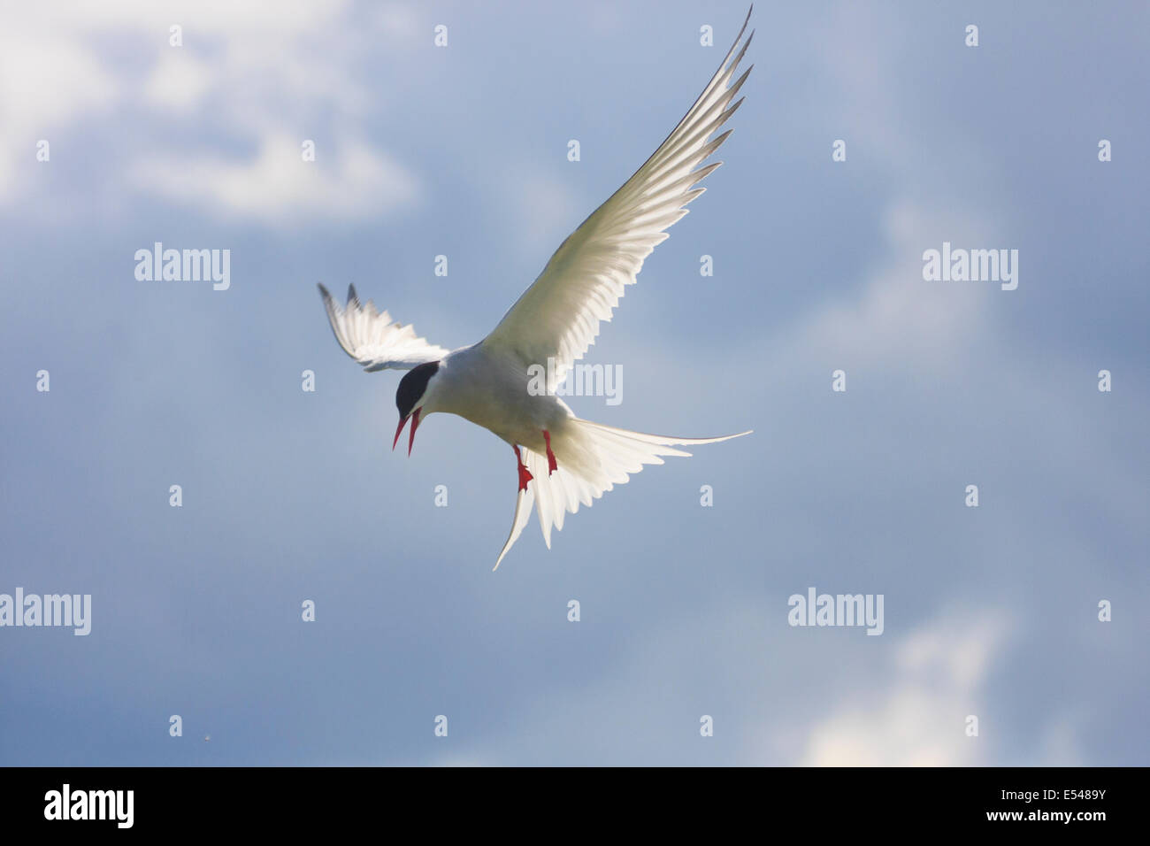 Arctic Tern in flight Stock Photo - Alamy