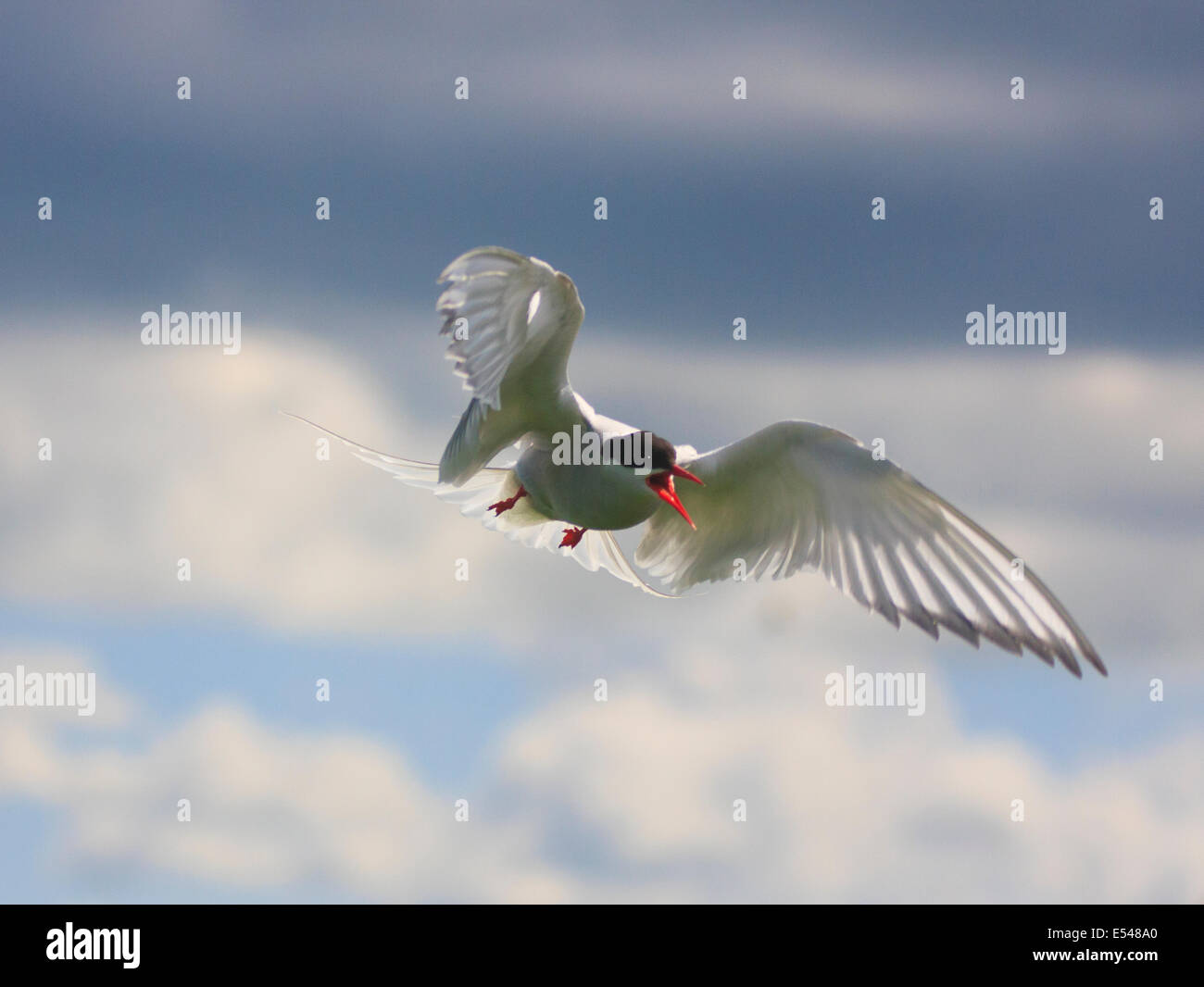 Arctic Tern in flight Stock Photo - Alamy