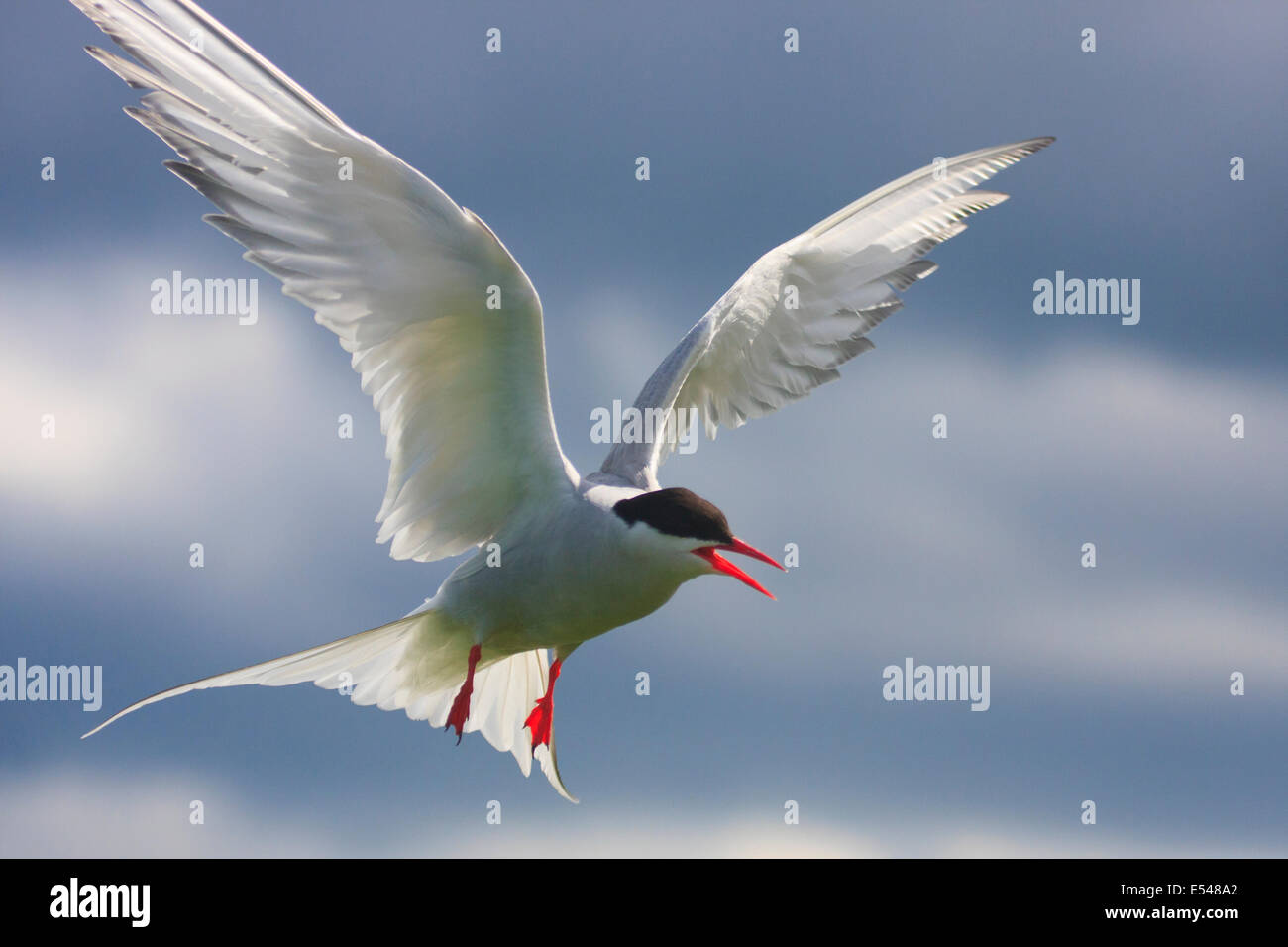 Arctic Tern in flight Stock Photo - Alamy