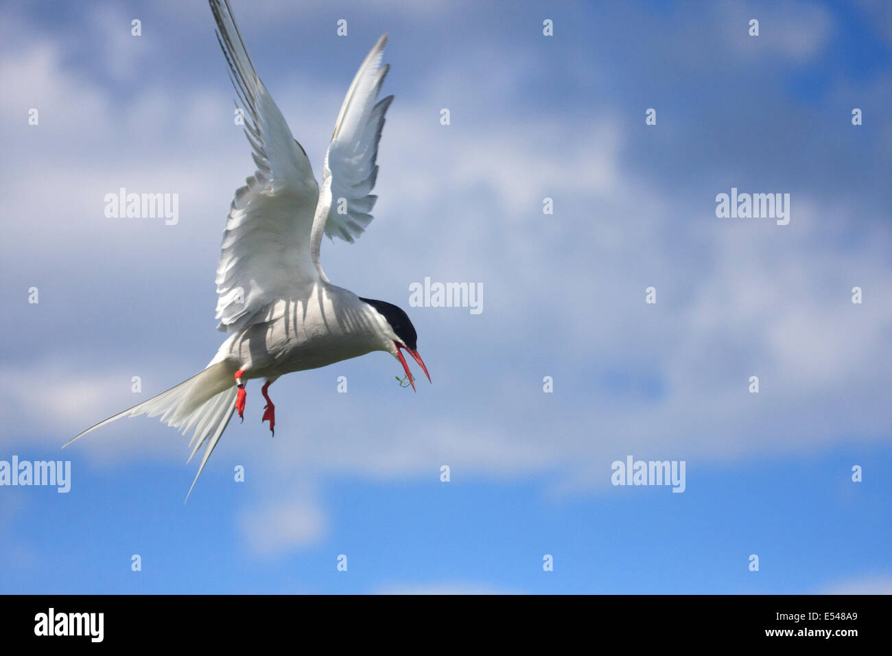 Arctic Tern in flight Stock Photo - Alamy