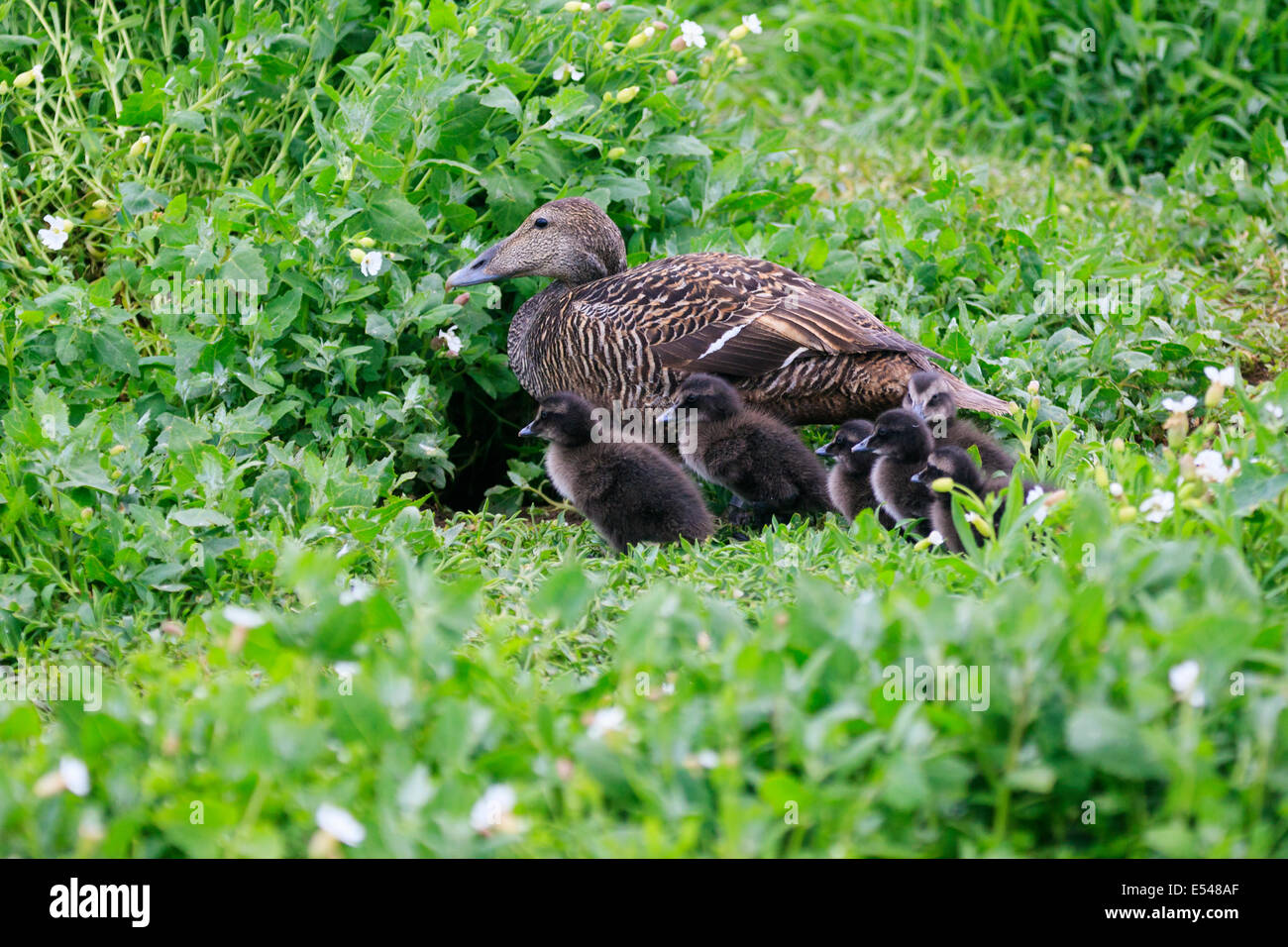 Eider duck with young ducklings Stock Photo - Alamy