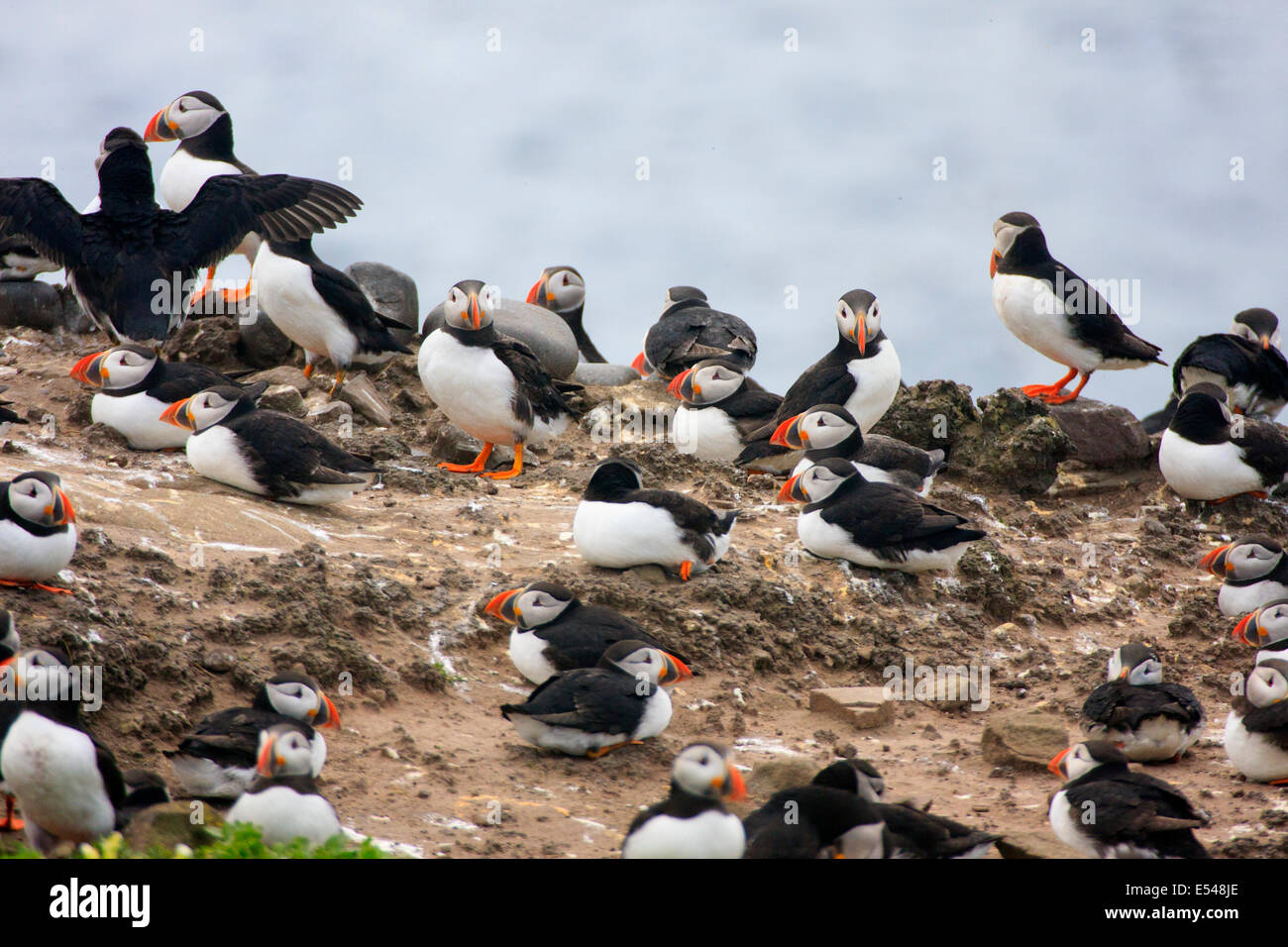 Flock of puffins hi-res stock photography and images - Alamy