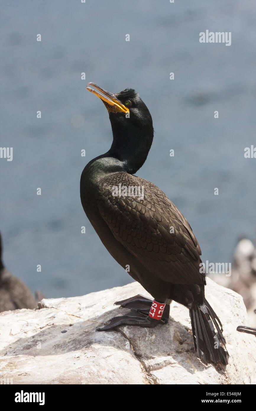 European Shag on Inner Farne Northumberland UK Stock Photo - Alamy