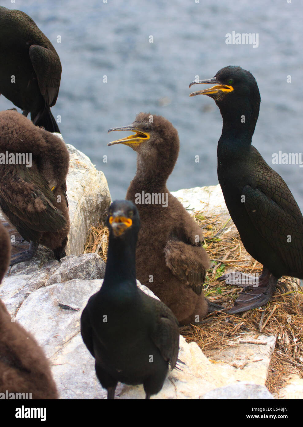 Young shag uk hi-res stock photography and images - Alamy
