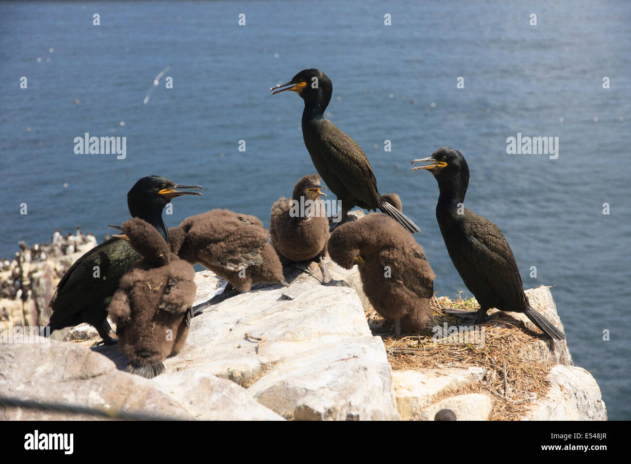 Shags with young hi-res stock photography and images - Alamy