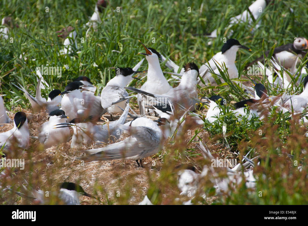 Tern breeding colony hi-res stock photography and images - Alamy