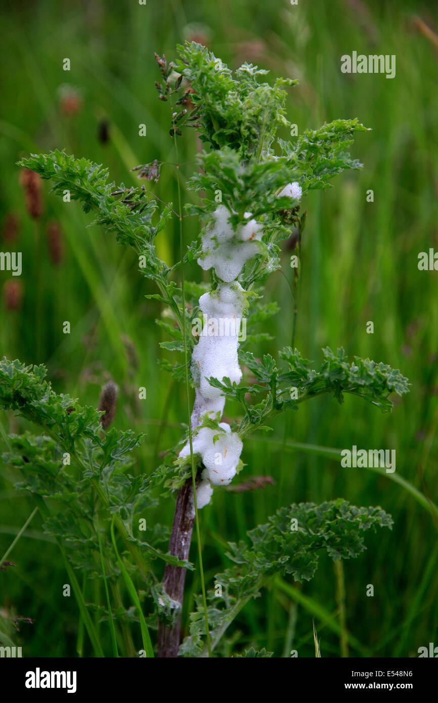 Cuckoo spit made by a frog hopper bug Stock Photo - Alamy