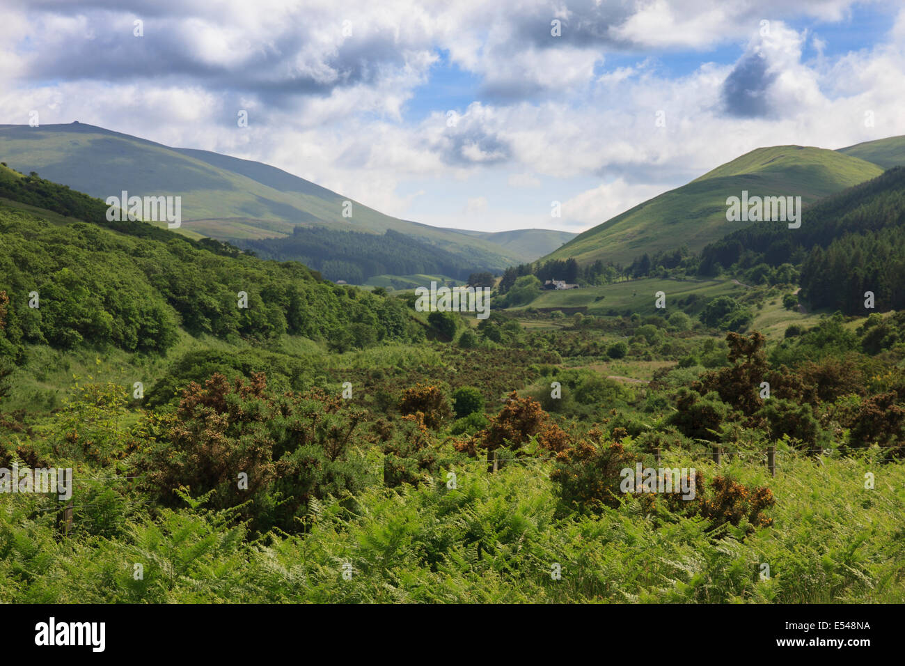 The Cheviot hills Northumberland UK Stock Photo - Alamy