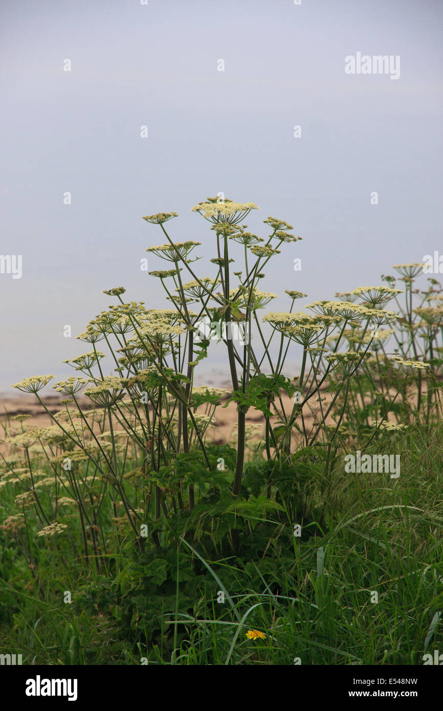 Hogweed flower hi-res stock photography and images - Alamy
