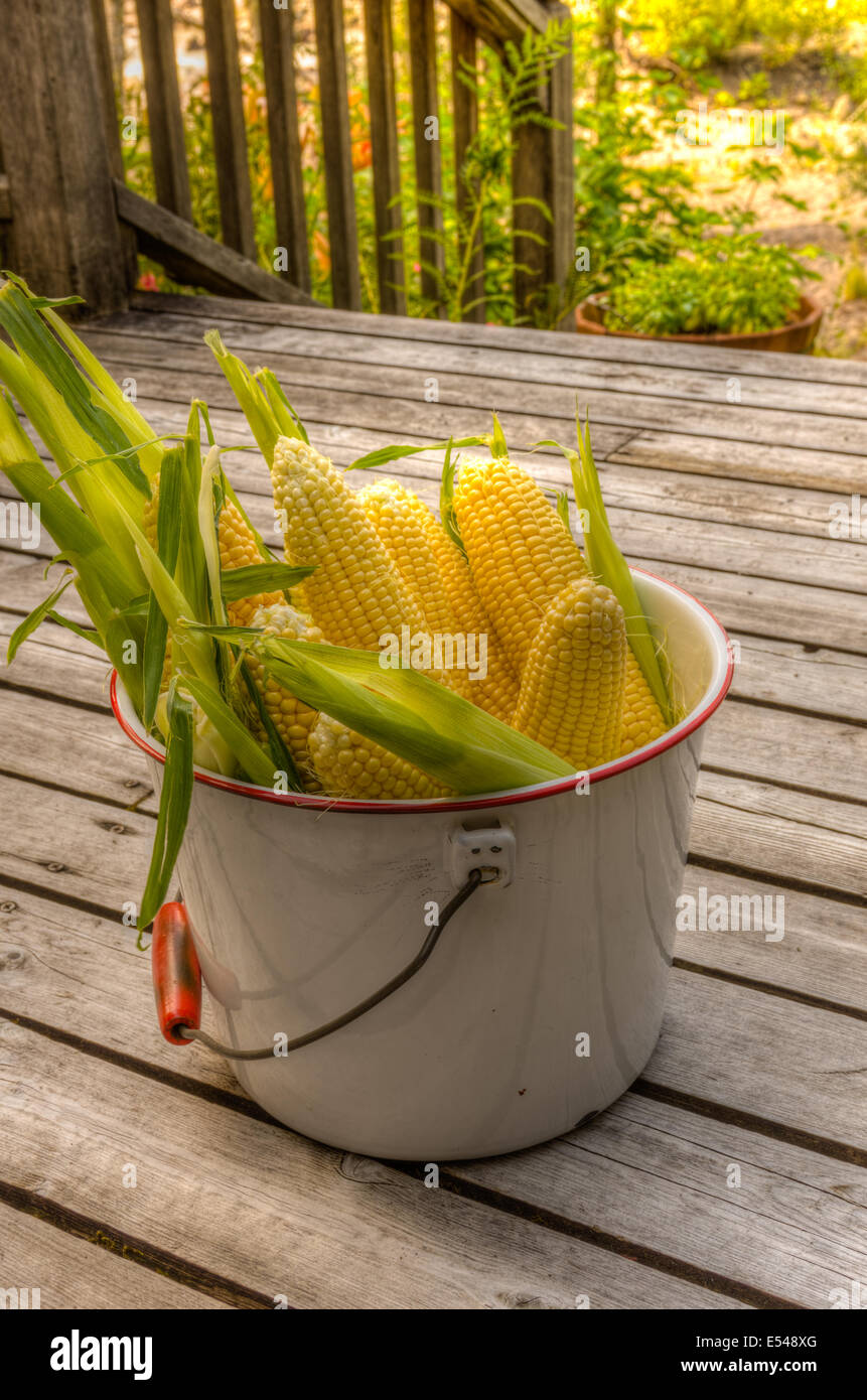 A bucket of freshly harvested yellow sweet corn Stock Photo - Alamy