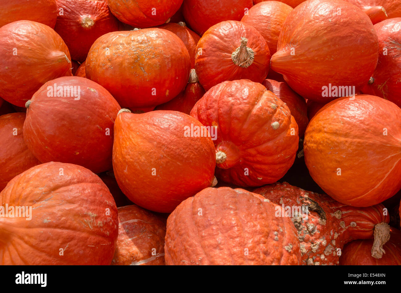 Orange hubbard squash on display at the farmers market Stock Photo - Alamy