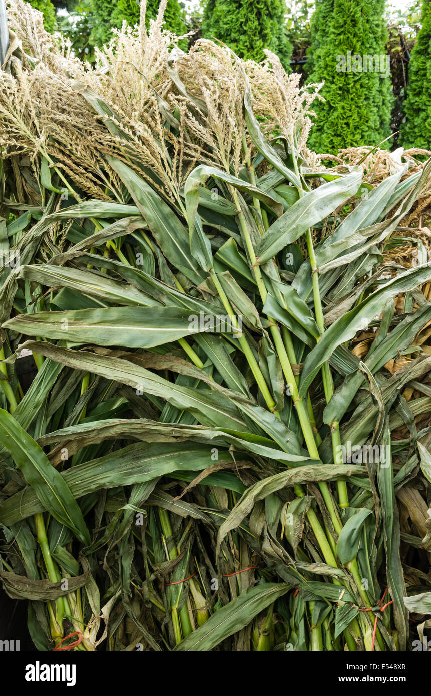 Corn stalks dried and bundled for sale as decorations Stock Photo - Alamy