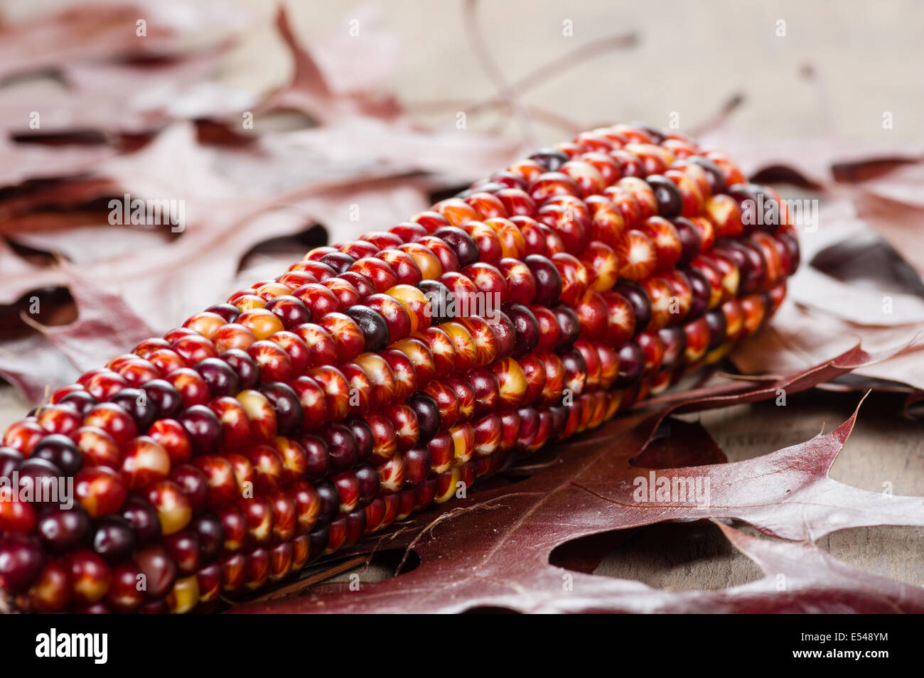 Decorative indian corn used for fall harvest display decoration Stock ...